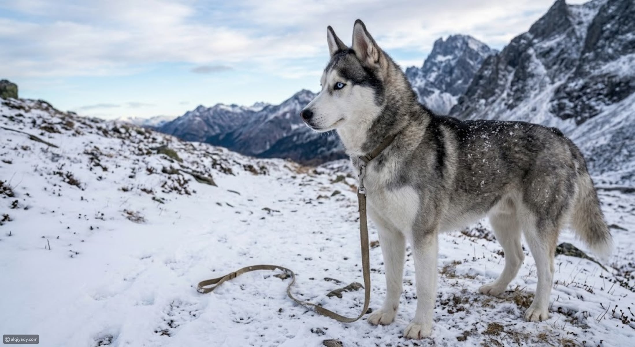 Dog breeds that would abandon you without a second thought