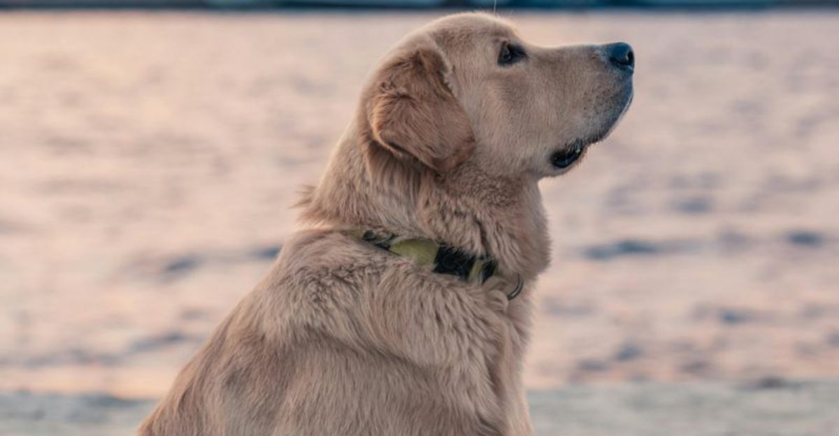 14 dogs that choose their person fast and never emotionally let go