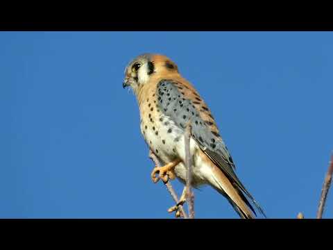 Photographer captures American kestrel bird perched on tree branch