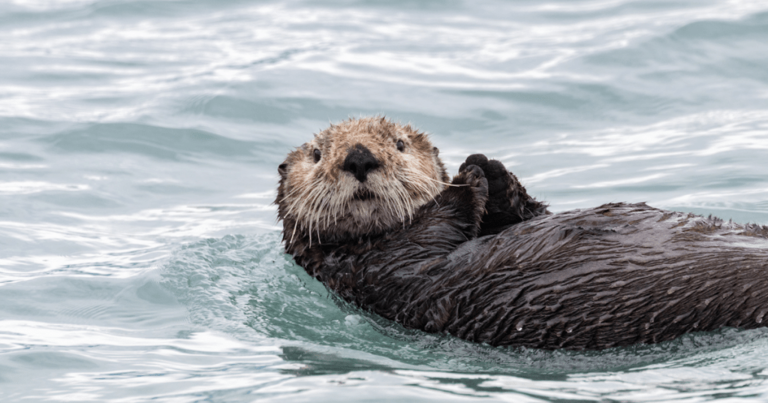 This creepy Alaska legend about otters is seriously unsettling
