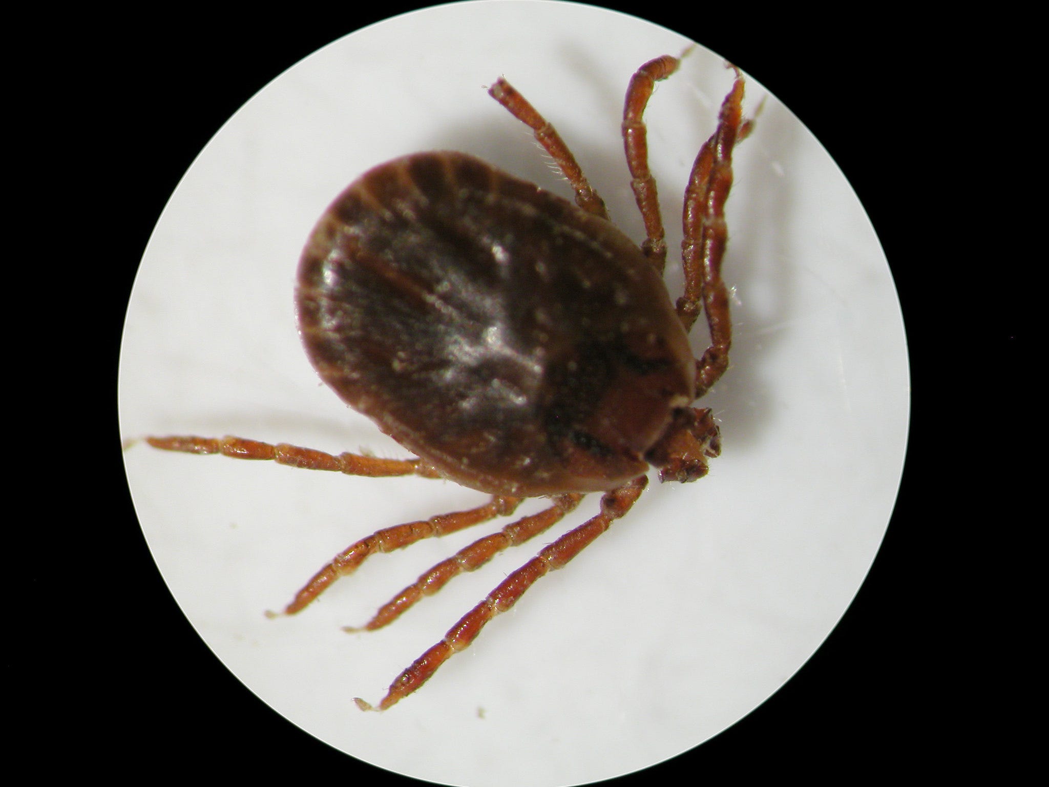Invasive ticks tied to livestock death at TN farm. Are humans at risk?
