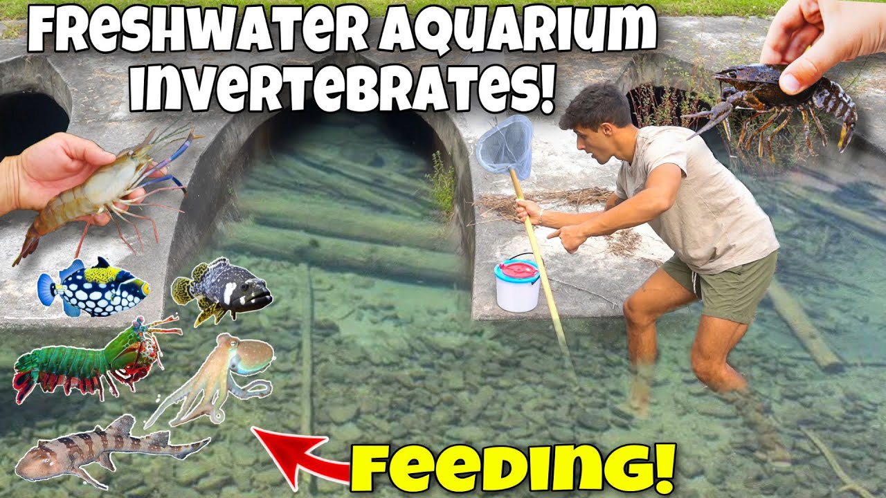 I caught strange creatures for my fish! 🎣