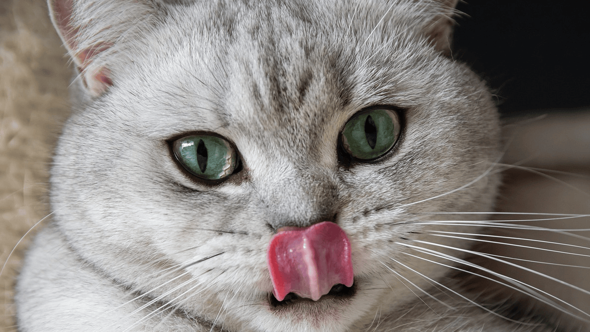 Experts warn about a disease in cats that many owners detect too late