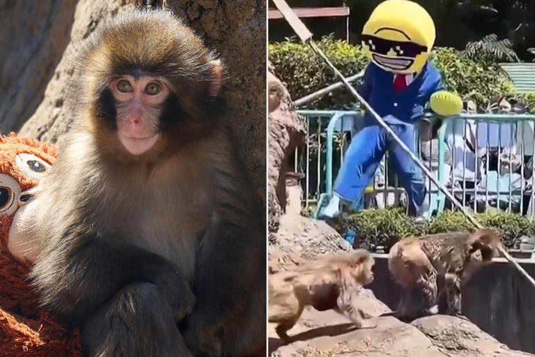 American tourist arrested for climbing into enclosure of viral star ...