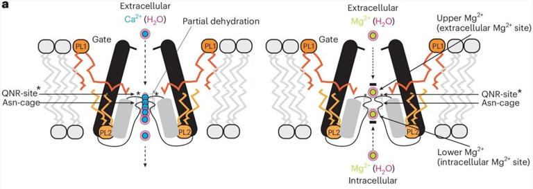 Why brain cells learn better: NMDA receptor maps may explain memory ...