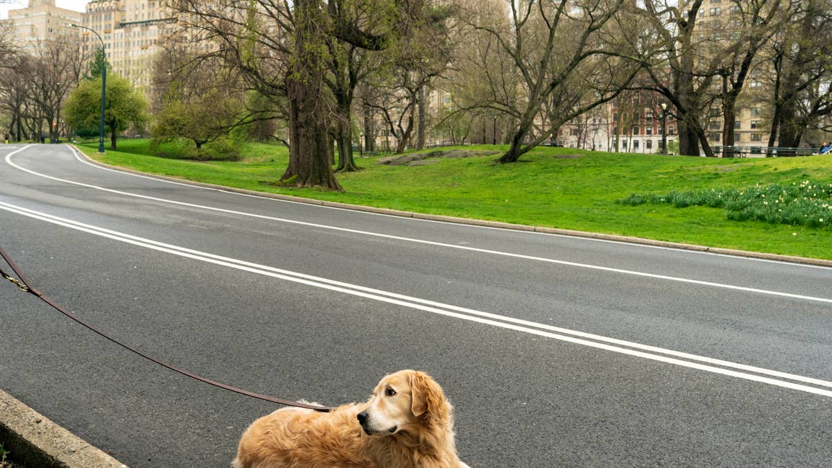 Golden retriever’s mid-walk meltdown in Central Park is so relatable