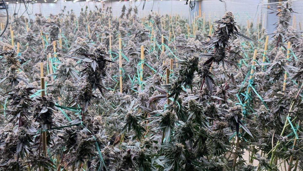 Massive 1,800 pot plant bust in Parlier