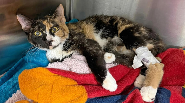 A cat survived a 10-story fall and what happened next shows the power ...