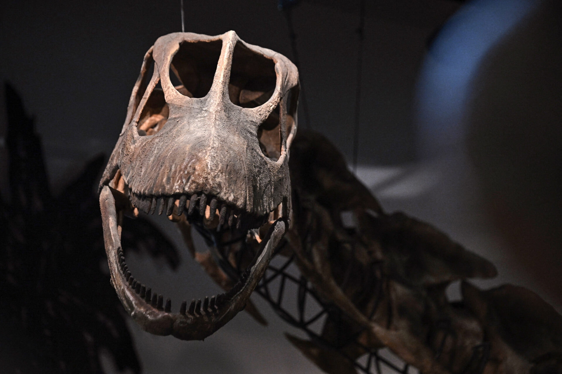 Discovery in Thailand: A previously unknown species of dinosaur