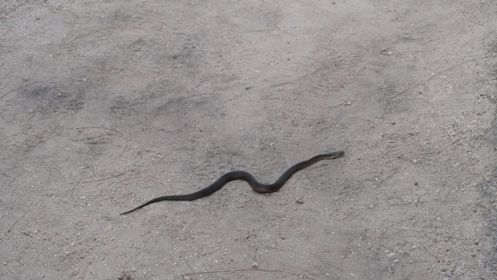Warning signs that a copperhead may be closer than expected