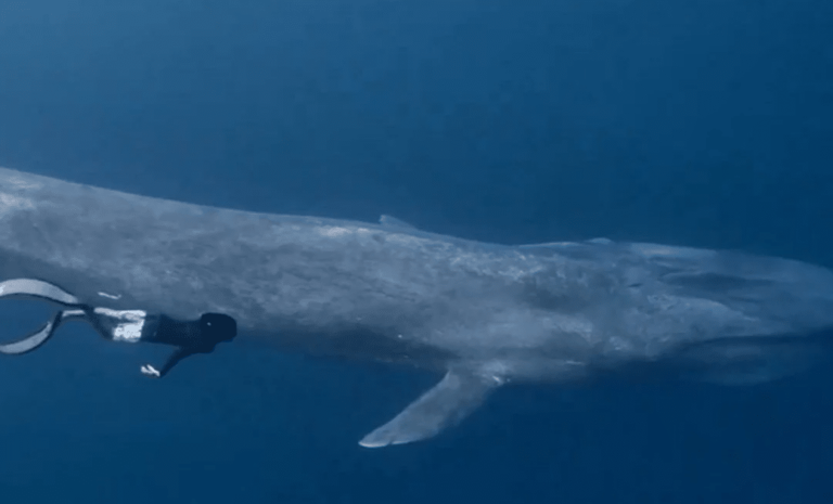 Diver has close encounter with world’s largest creature during deep ...