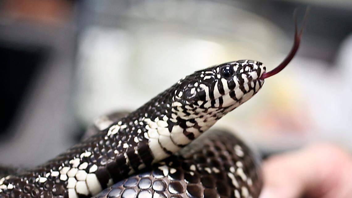This 'secretive' NC snake eats copperheads. What it looks like & where ...