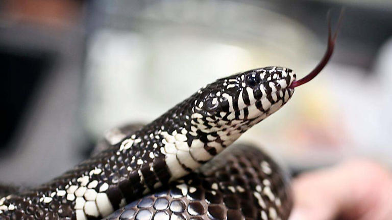 NC snake eats venomous copperheads. What to know about the 'secretive ...