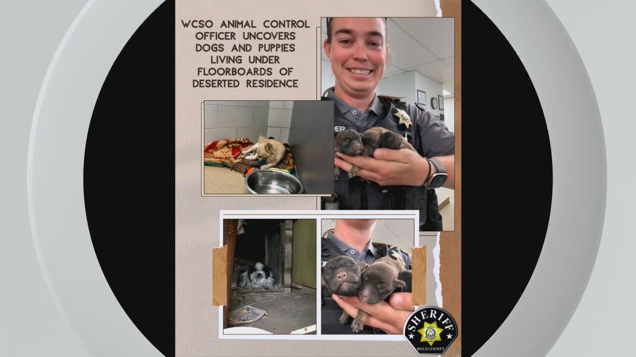 Weld County Sheriff's deputies rescue dogs and puppies found under ...