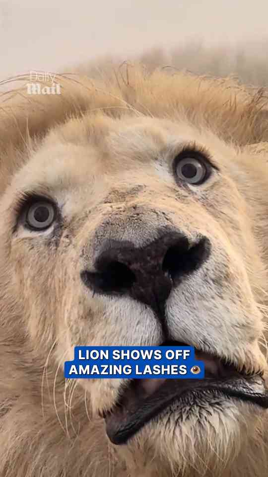 Lion’s incredible eyelashes steal the spotlight in majestic moment