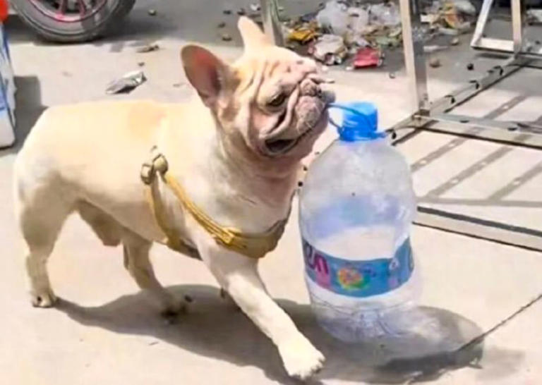 French bulldog in China known for collecting plastic bottles faces ...