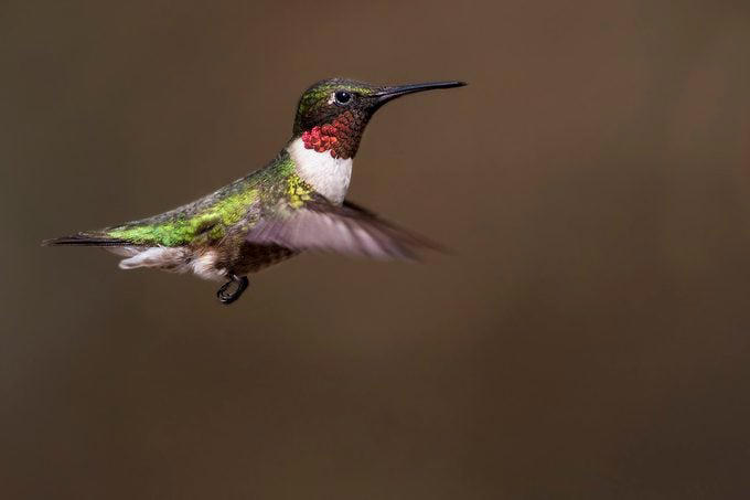 Ask the experts: Hummingbird behavior explained