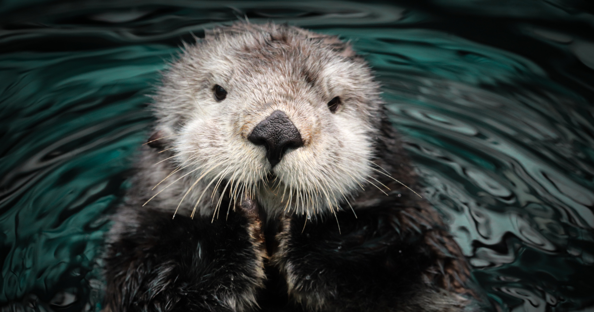 This creepy Alaska legend about otters is seriously unsettling