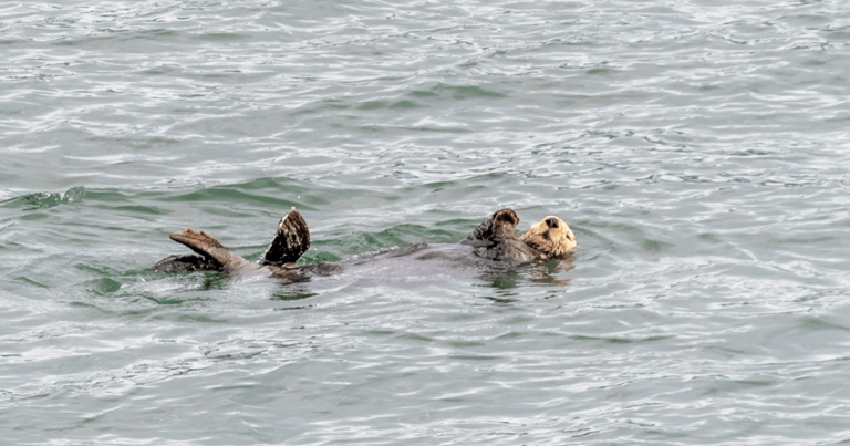 This creepy Alaska legend about otters is seriously unsettling