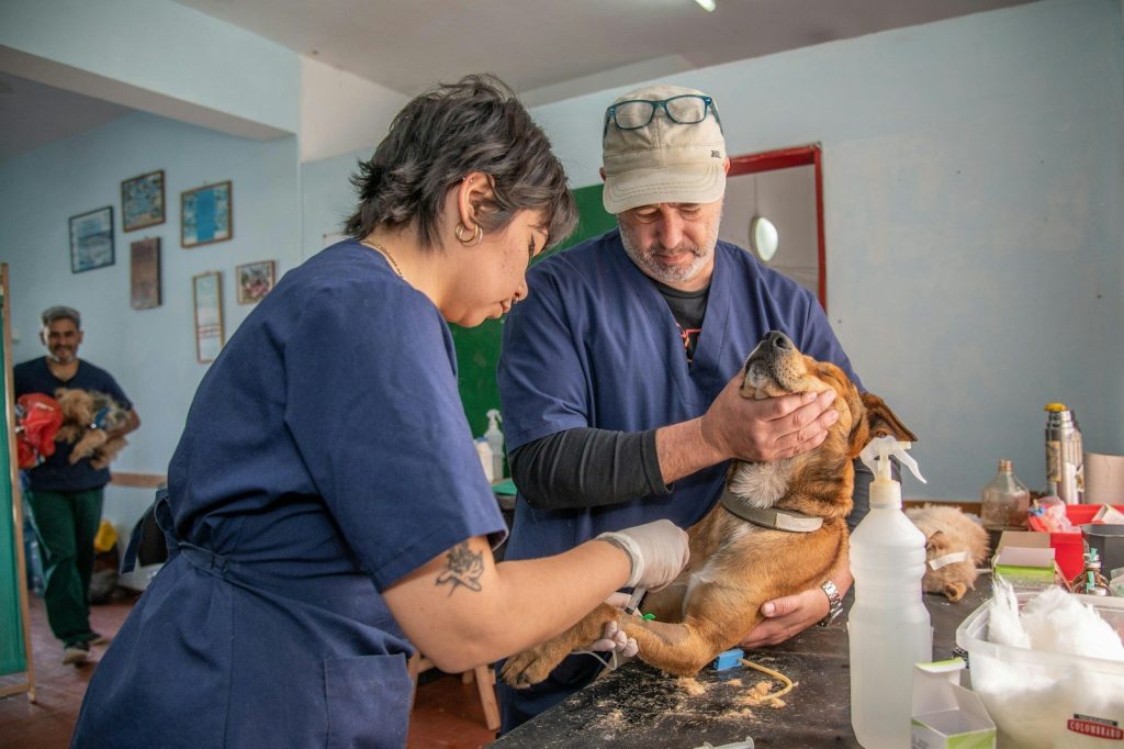 Veterinarians highlight dog breeds linked to increased aggression ...