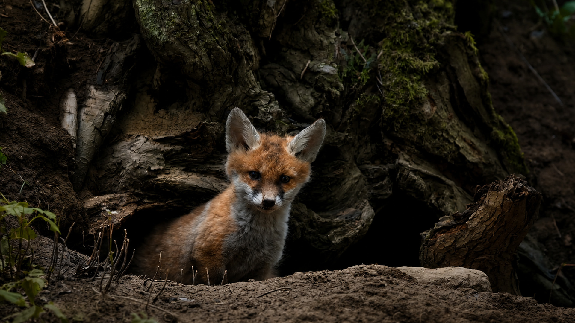Hidden camera captures a curious fox cub emerging from the den