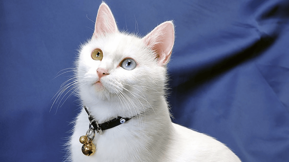 Why do cats bring dead animals home? Veterinarians explain why they hunt