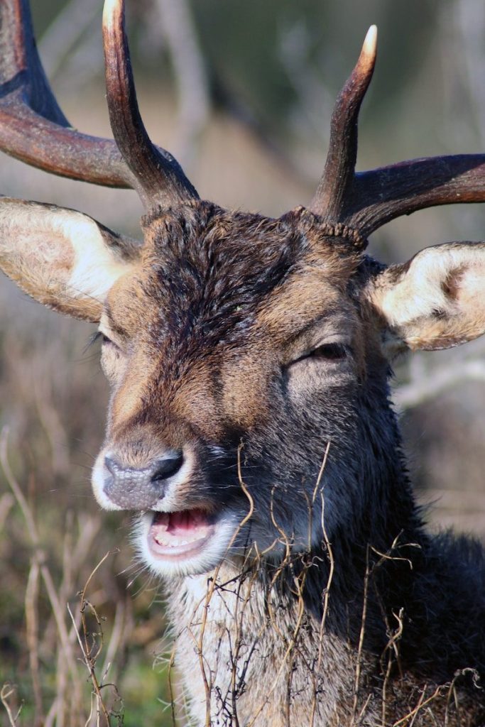 A 550-pound deer fatally attacks its owner after pinning him against a ...