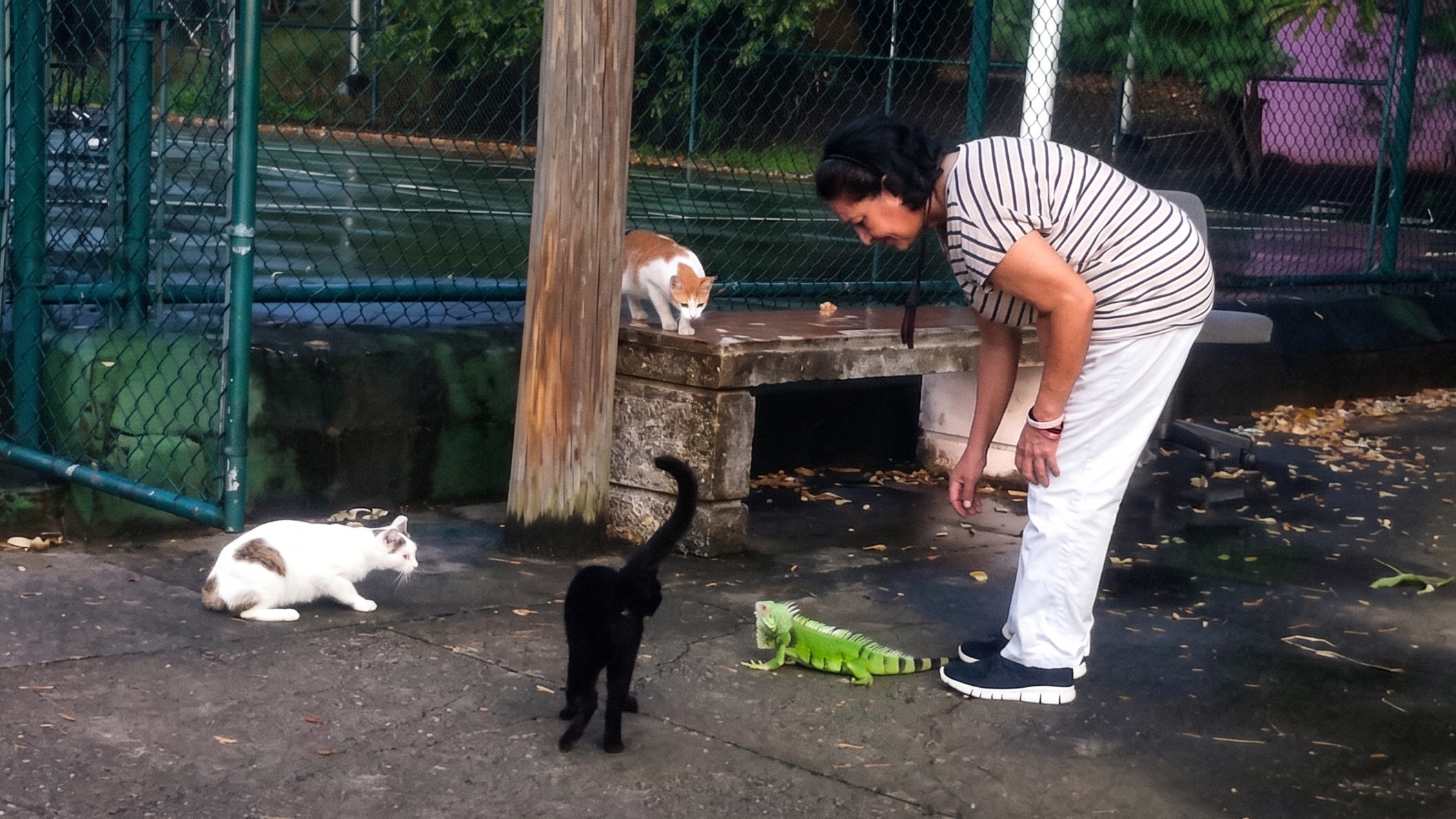 Watch this iguana defend a woman from stray cats