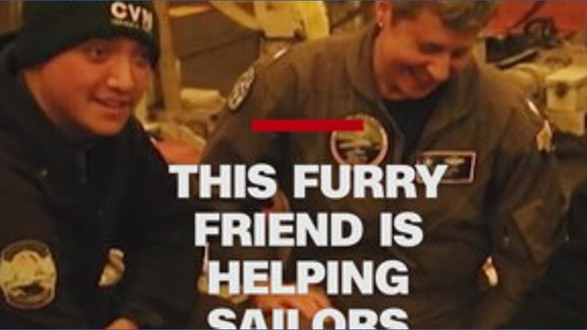 Furry friend is helping sailors