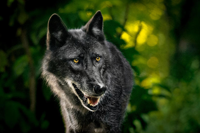 First gray wolf spotted in Sequoia National Park in over 100 years