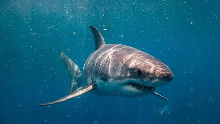13-foot great white shark tears diver apart while his friends watched ...