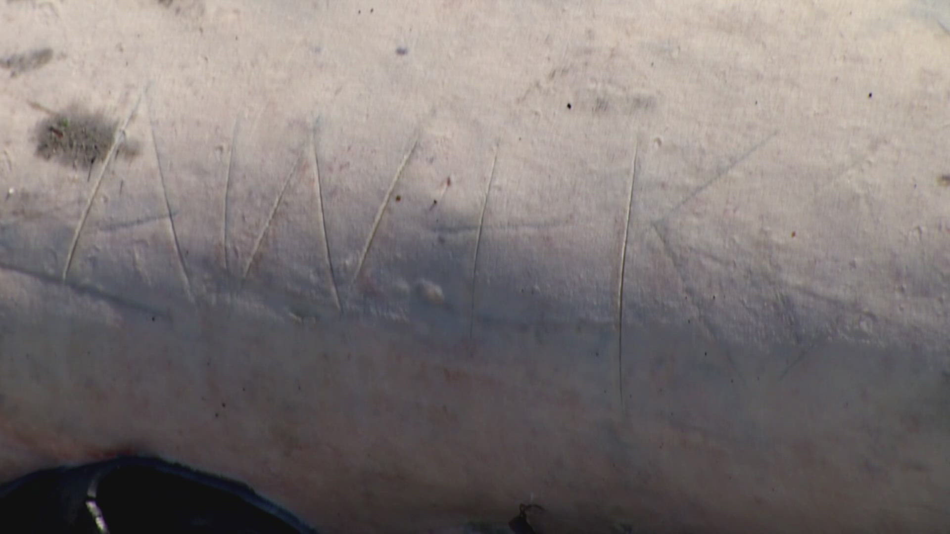 Authorities investigating initials carved into dead gray whale in Oak ...