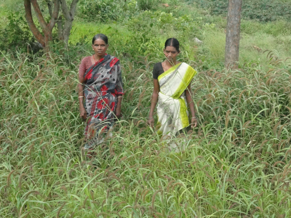 Why are Tamil Nadu farmers abandoning millets despite growing demand?