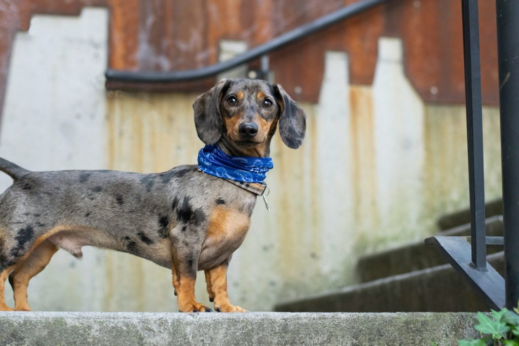 Veterinarians highlight dog breeds linked to increased aggression ...
