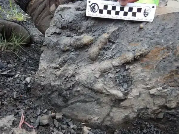During a hike, scientists discovered that a cliff in Alaska revealed ...