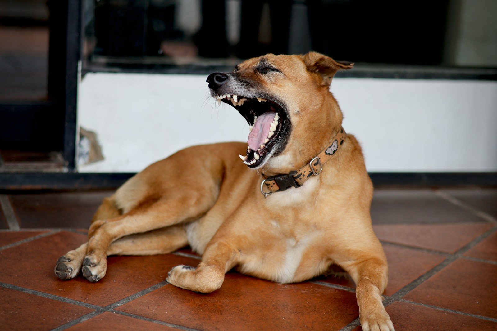 Veterinarians highlight dog breeds linked to increased aggression ...