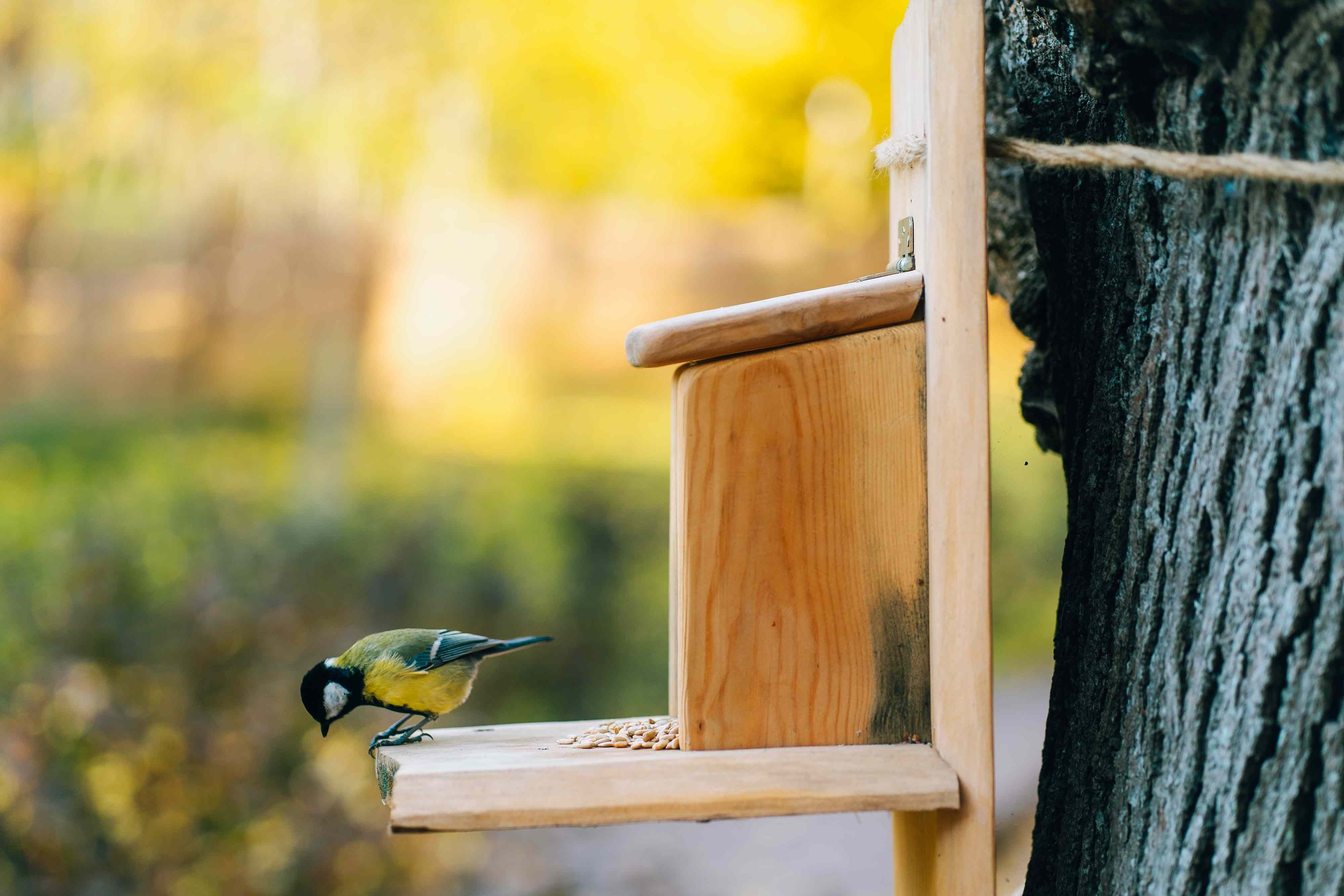 Missing gingerbread houses this spring? Make edible birdhouses instead