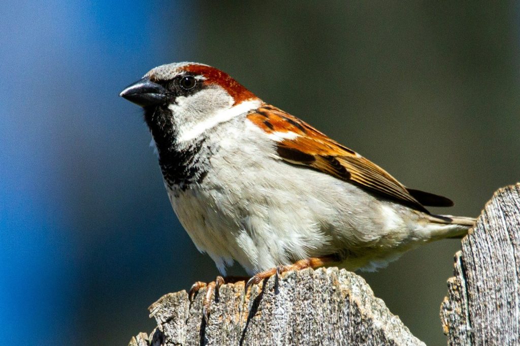 Common backyard birds that may cause problems for homeowners