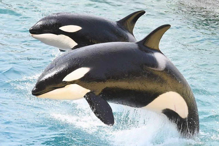 French government announces plan for mother-son orca pair stuck in a ...