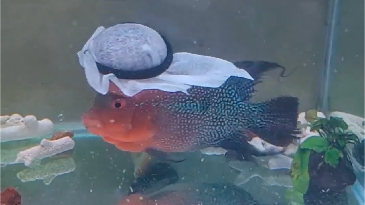 Dubai's crazy aquariums and fish! Only in Dubai