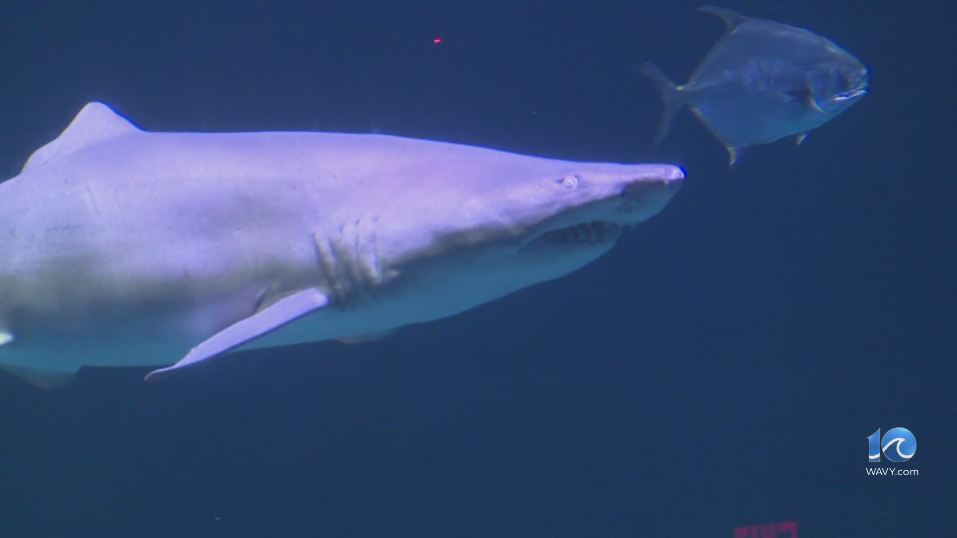 Surfer encounters shark off coast of Assateague Island