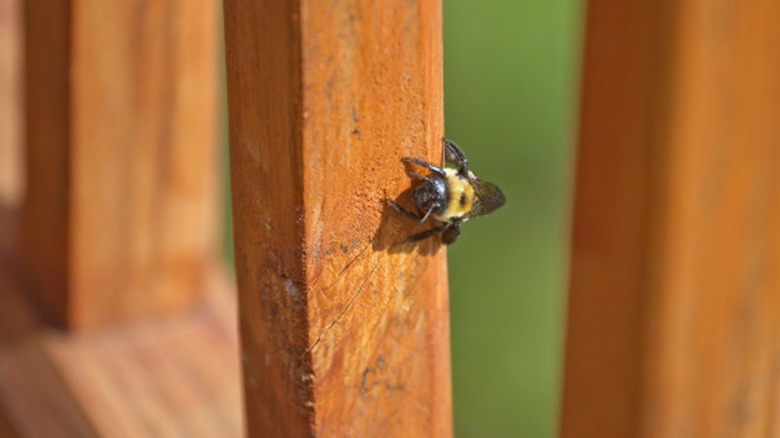 Keep carpenter bees from drilling into your deck with a sweet smell ...
