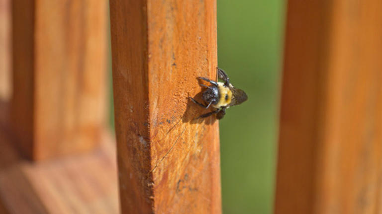 Keep carpenter bees from drilling into your deck with a sweet smell ...