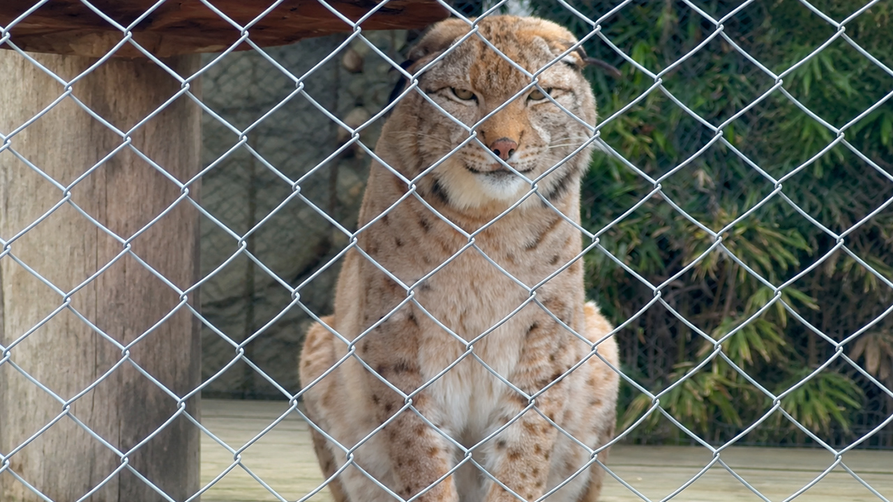 Watch what happens when you try to get a lynx’s attention