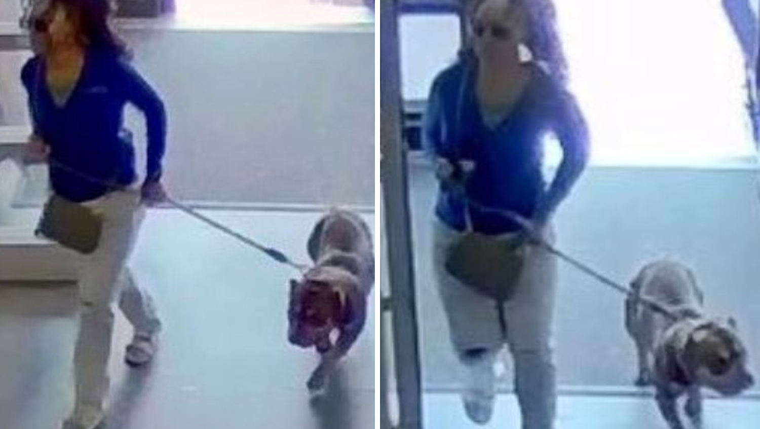 Investigation underway after dog bites shopper inside Pennsylvania PetSmart