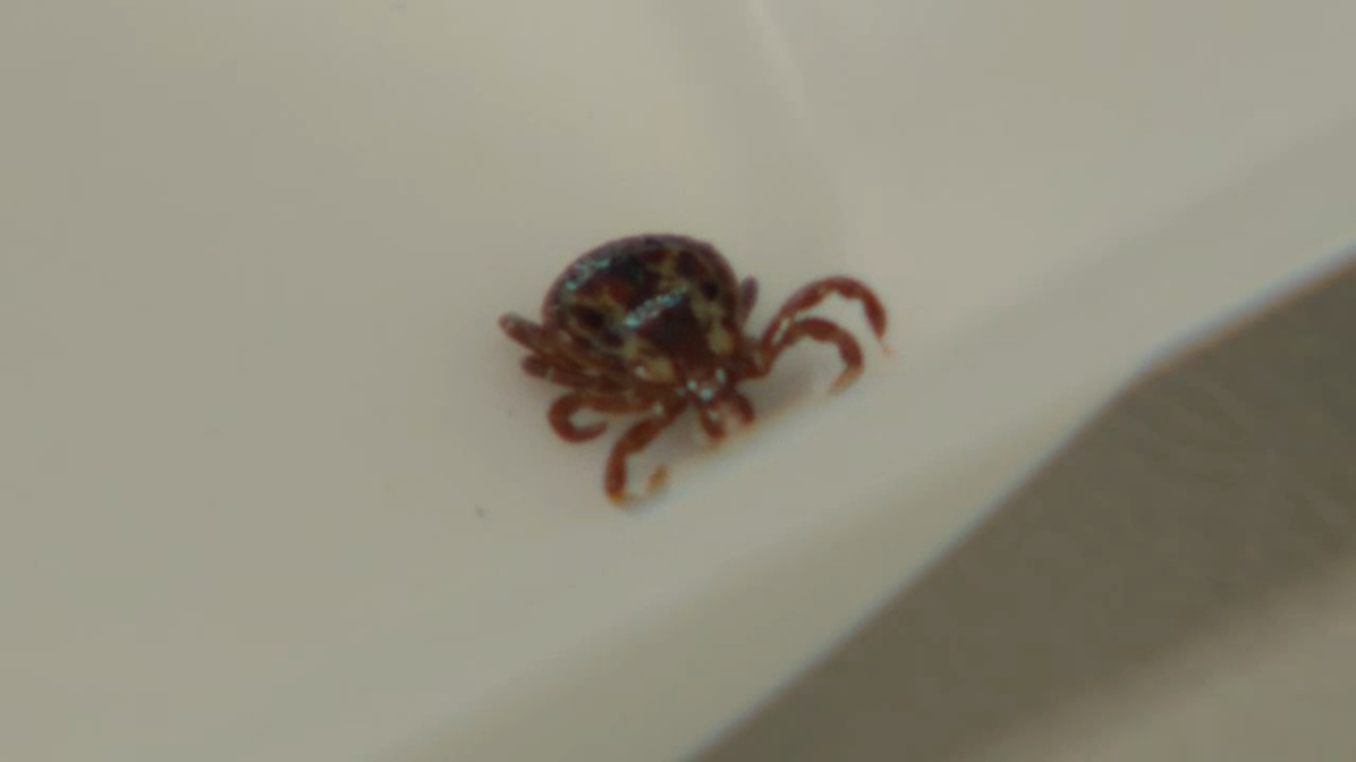 Tick bites surge nationally as experts warn of Lyme disease risk ...