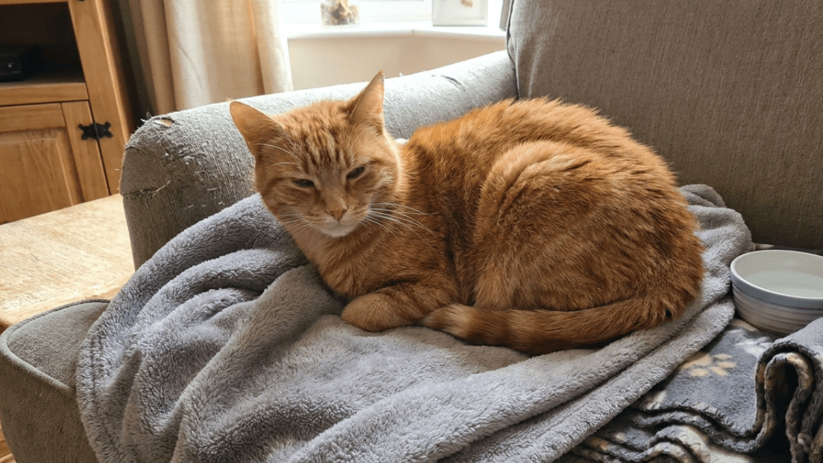 10 red flags your cat is hiding a medical emergency