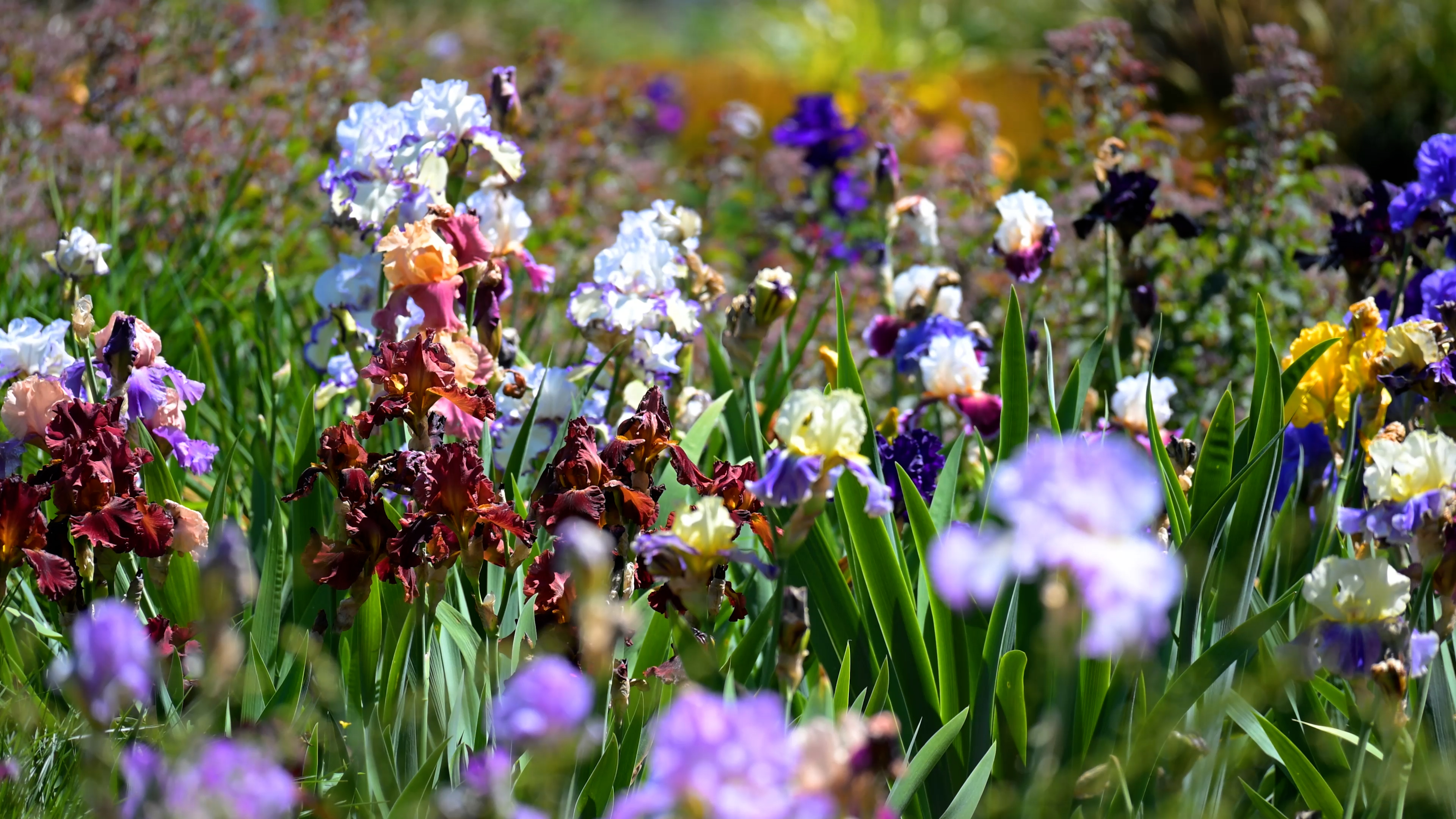 Portland's iris flowers in peak bloom this week
