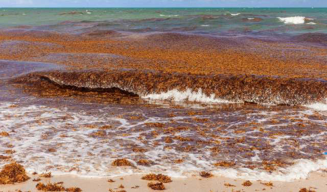 South Florida braces for record seaweed surge as tourists flee and ...
