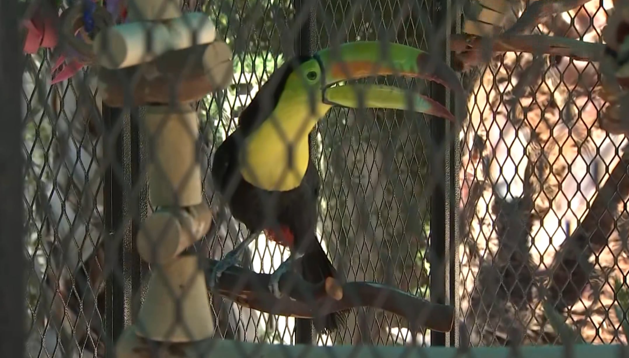 Sam the Toucan returns to owners after months flying around Las Vegas